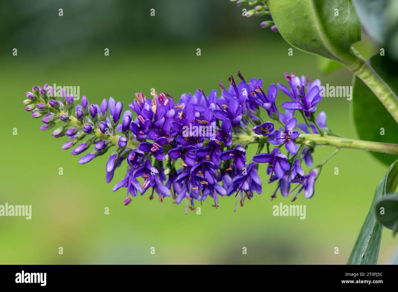 Close up of a purple hebe flower in bloom Stock Photo - Alamy