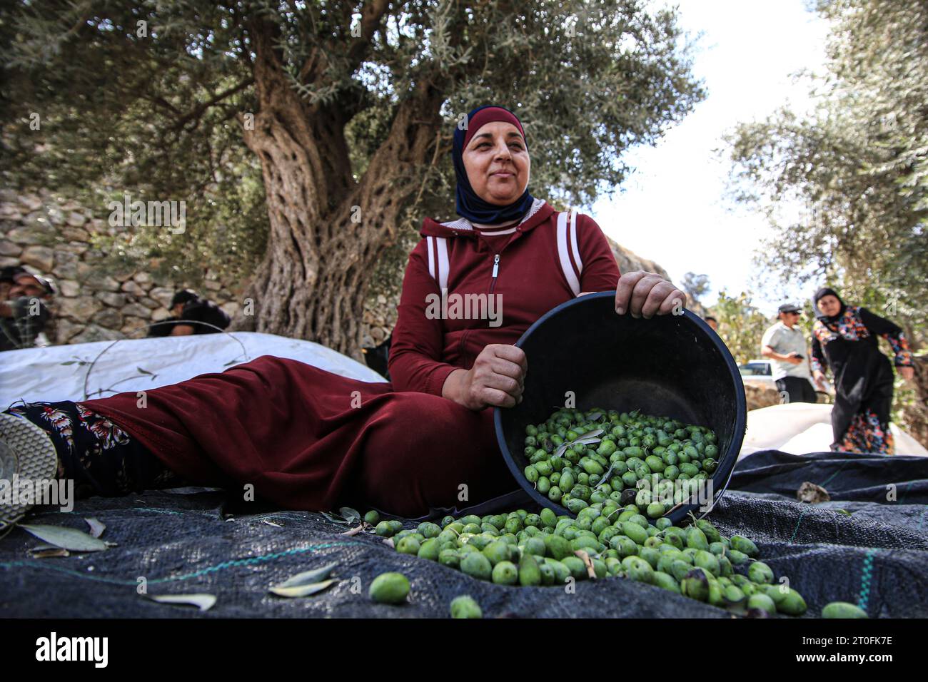 Jerusalem, Israel. 06th Oct, 2023. A Palestinian farmer harvests olive ...