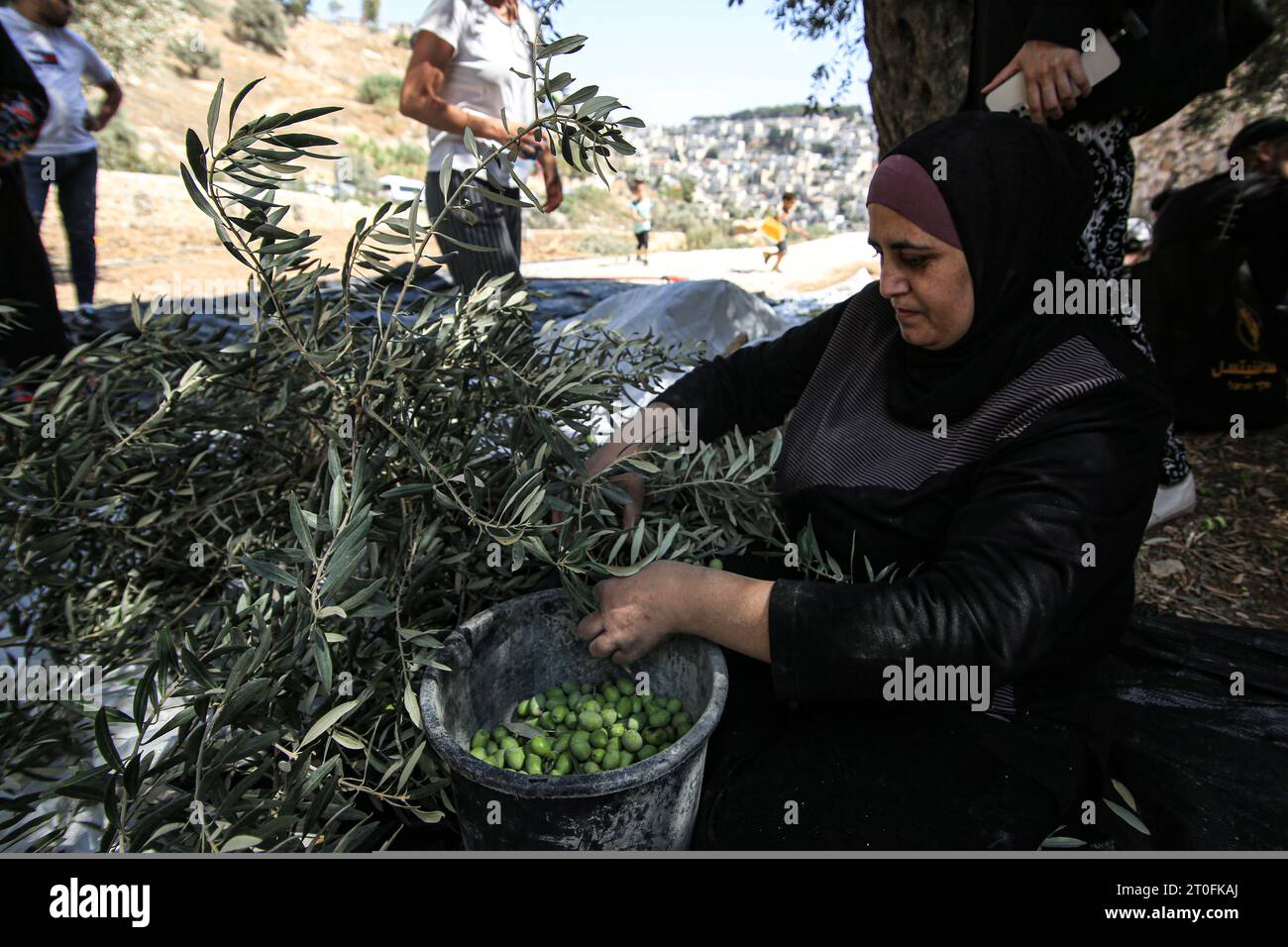 Jerusalem, Israel. 6th Oct, 2023. A Palestinian farmer harvests olive ...