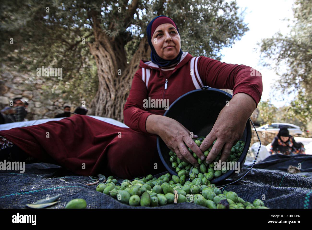 Jerusalem, Israel. 6th Oct, 2023. A Palestinian farmer harvests olive ...