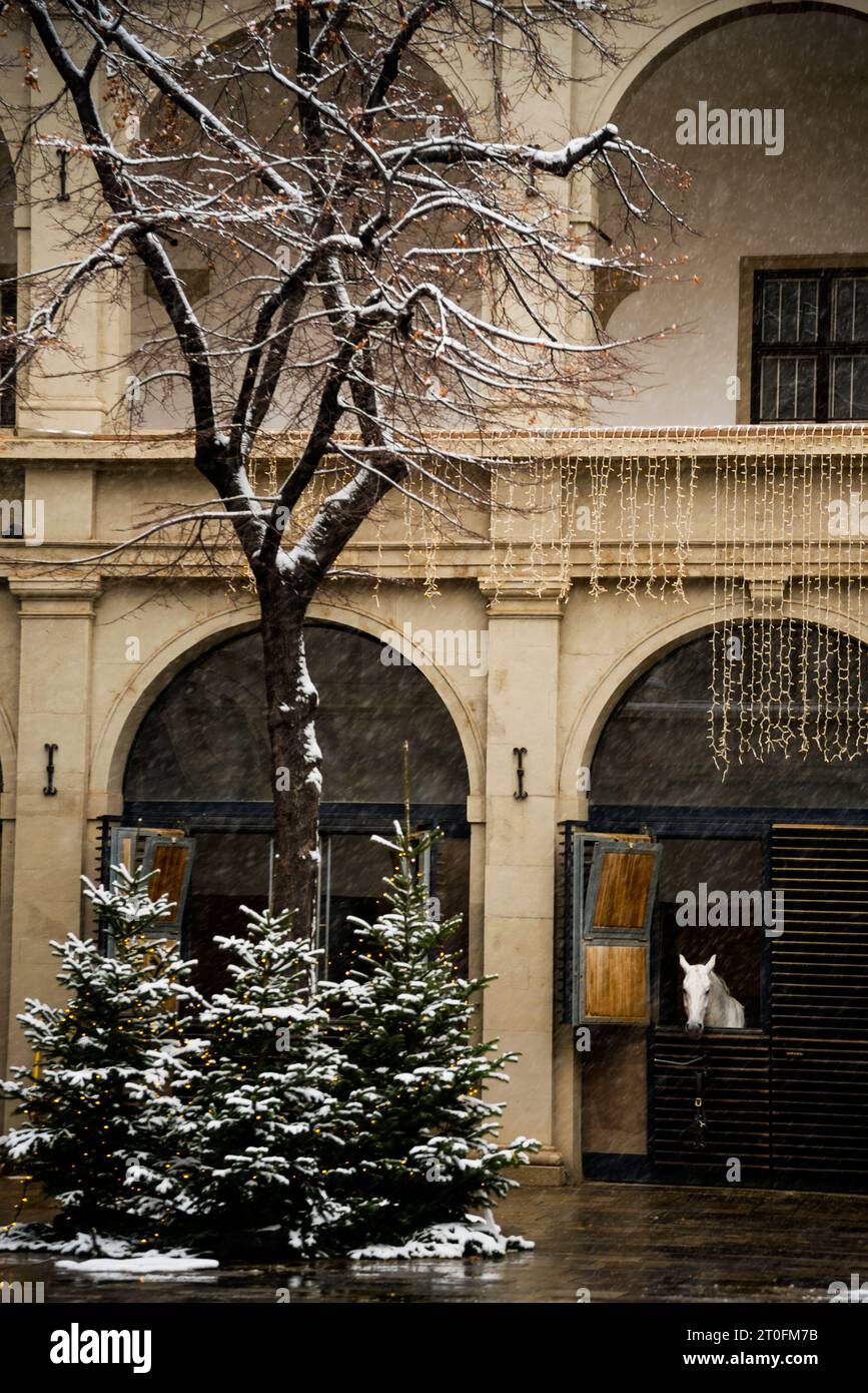 White Lipizzaner horse at the Renaissance style Stallburg imperial ...