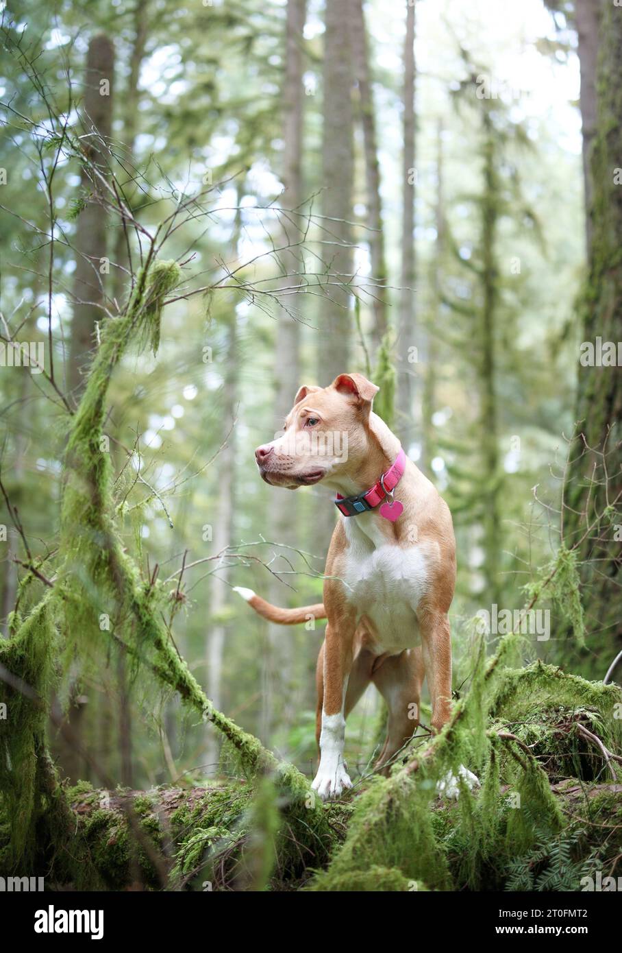 Dog standing in front of defocused forest and looking at something ...