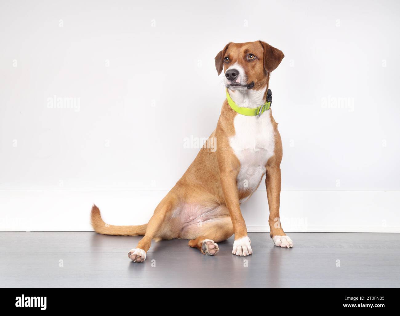 Hip dysplasia hi hi-res stock photography and images - Alamy