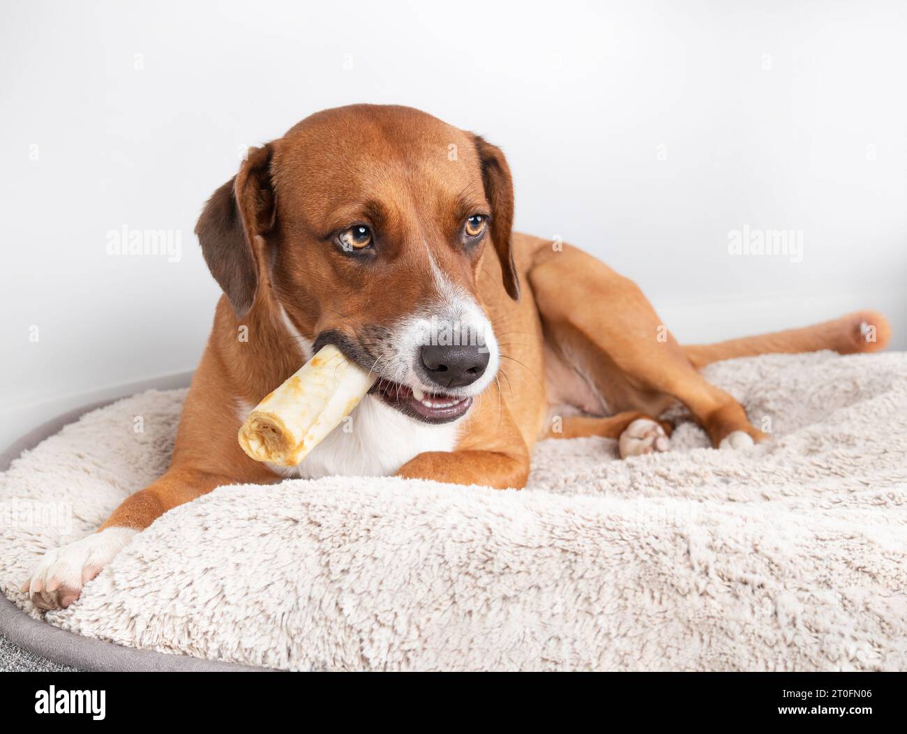 Funny dog with chew bone in mouth like a large cigar while lying on a ...
