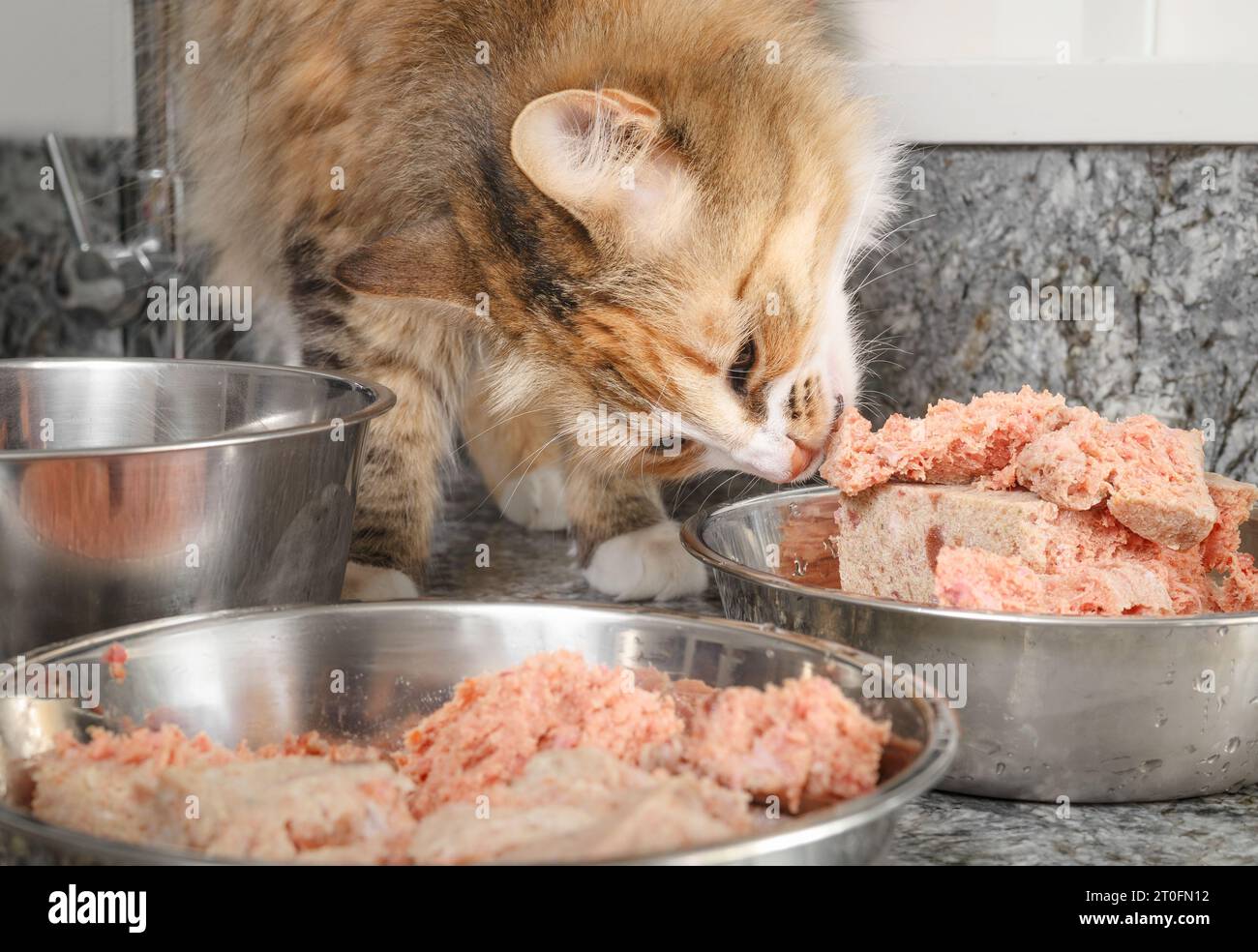 Raw meat counter bacteria hi-res stock photography and images - Alamy