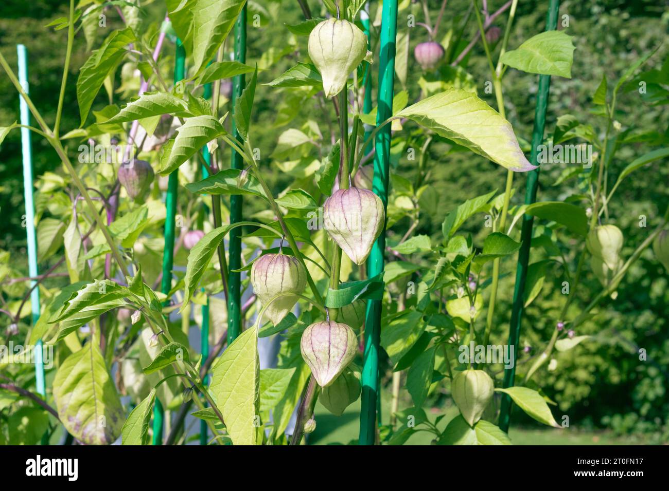 Ripe tomatillos on plants ready to harvest. Variety tomatillos growing ...