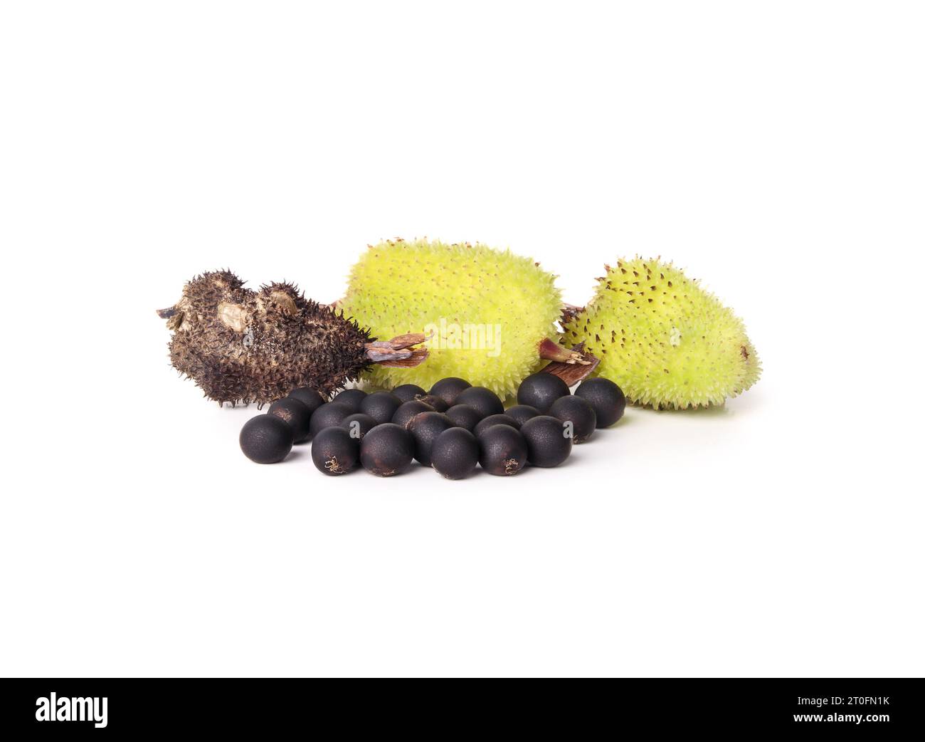 Canna lily seeds and seed pot stages. Pile of Lucifer Canna Lily seeds ...