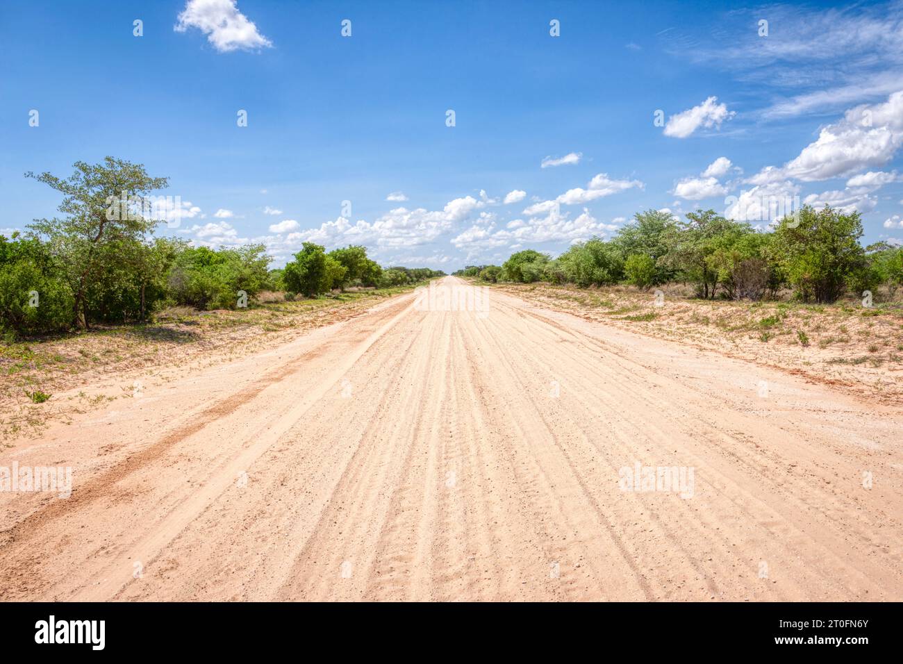 perspective of sand dirt road in the bush, outback dry landscape ...