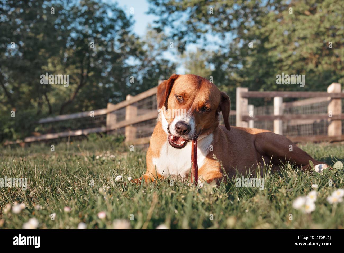 Happy dog with chew stick lying in grass outside. Front view of puppy ...