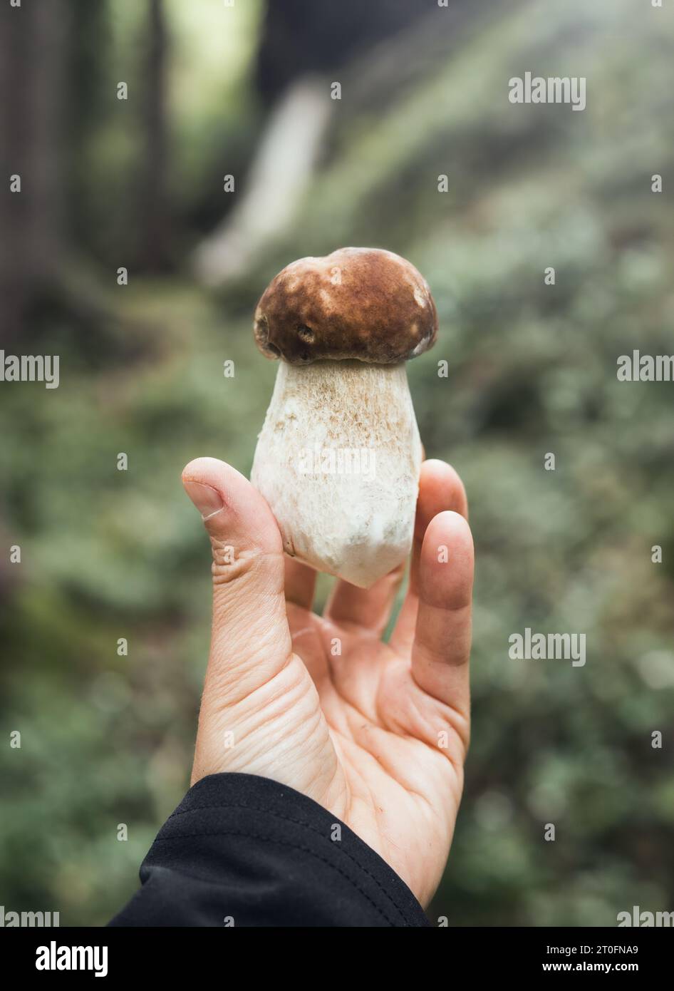 Porcini mushroom held by mushroom hunter, forager or picker in front of ...