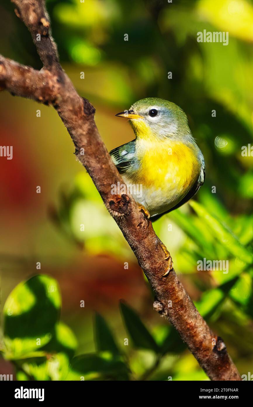 Northern parula warbler during fall migration Stock Photo - Alamy