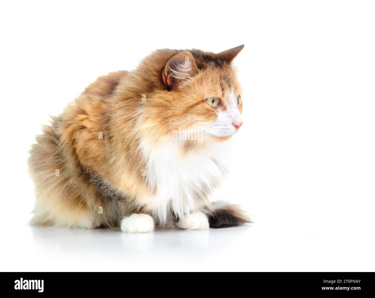 Cute cat on white background. Full body of long hair calico kitty ...
