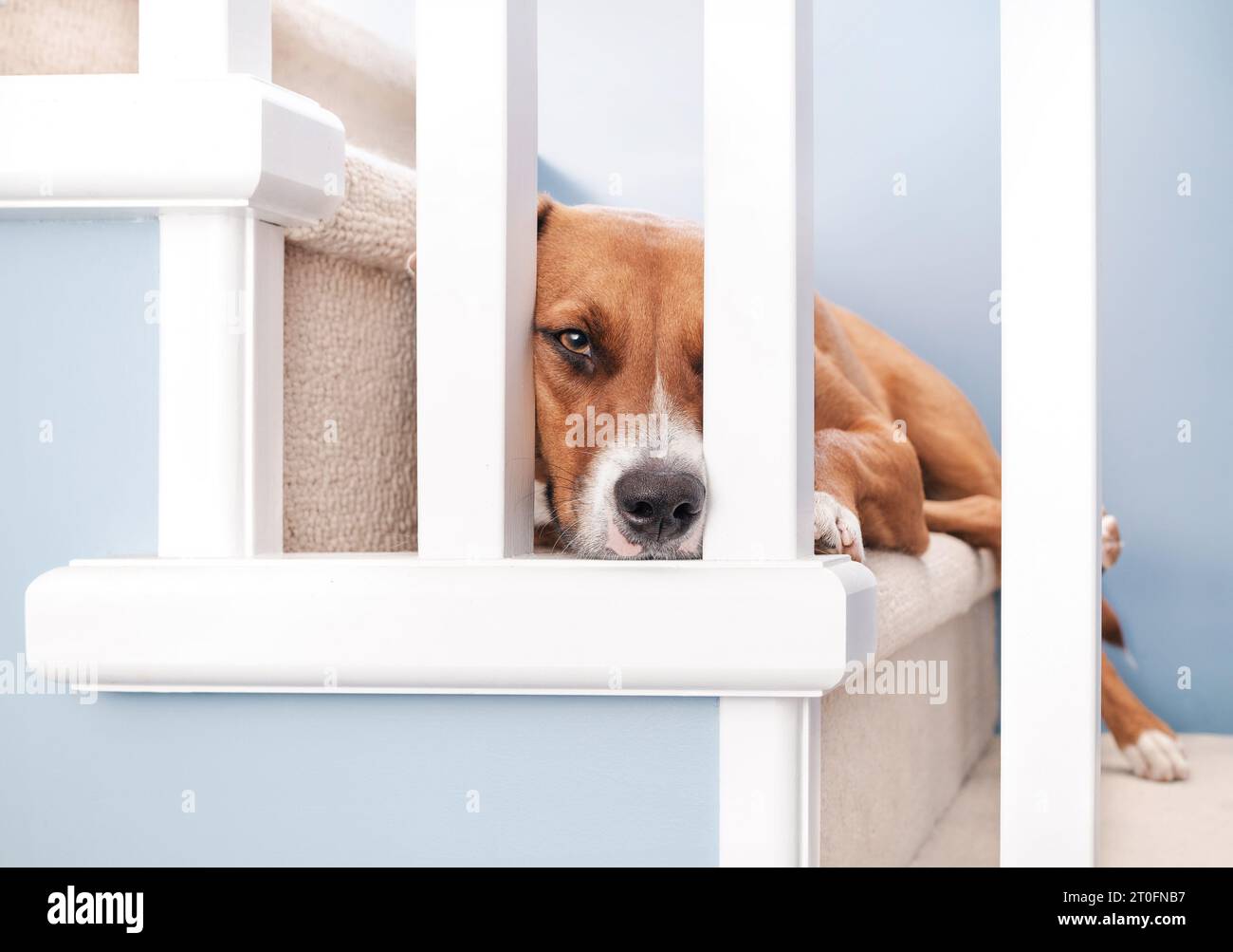 Cute dog lying on staircase and looking at camera. Brown puppy dog ...
