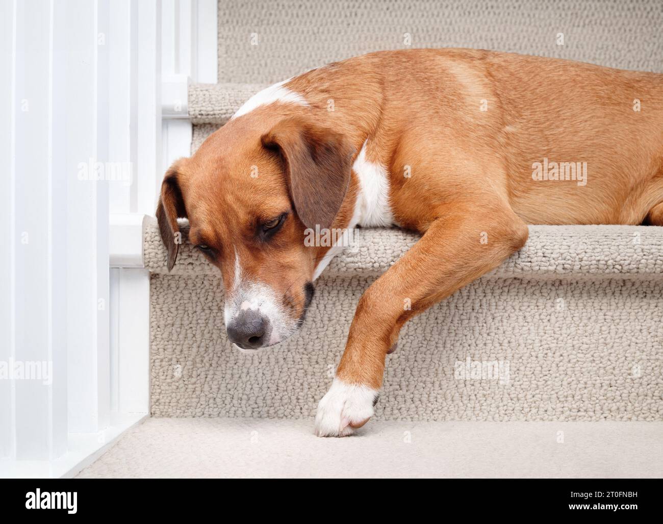Bored dog lying on staircase and looking at camera. Cute puppy dog ...