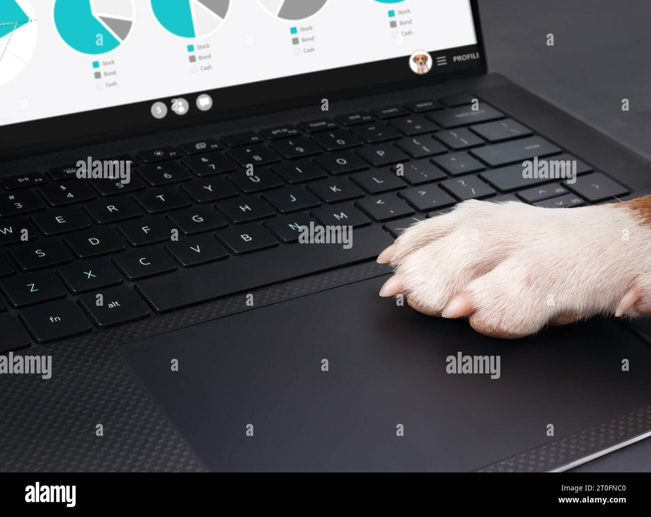 Data analyst funny hi-res stock photography and images - Alamy