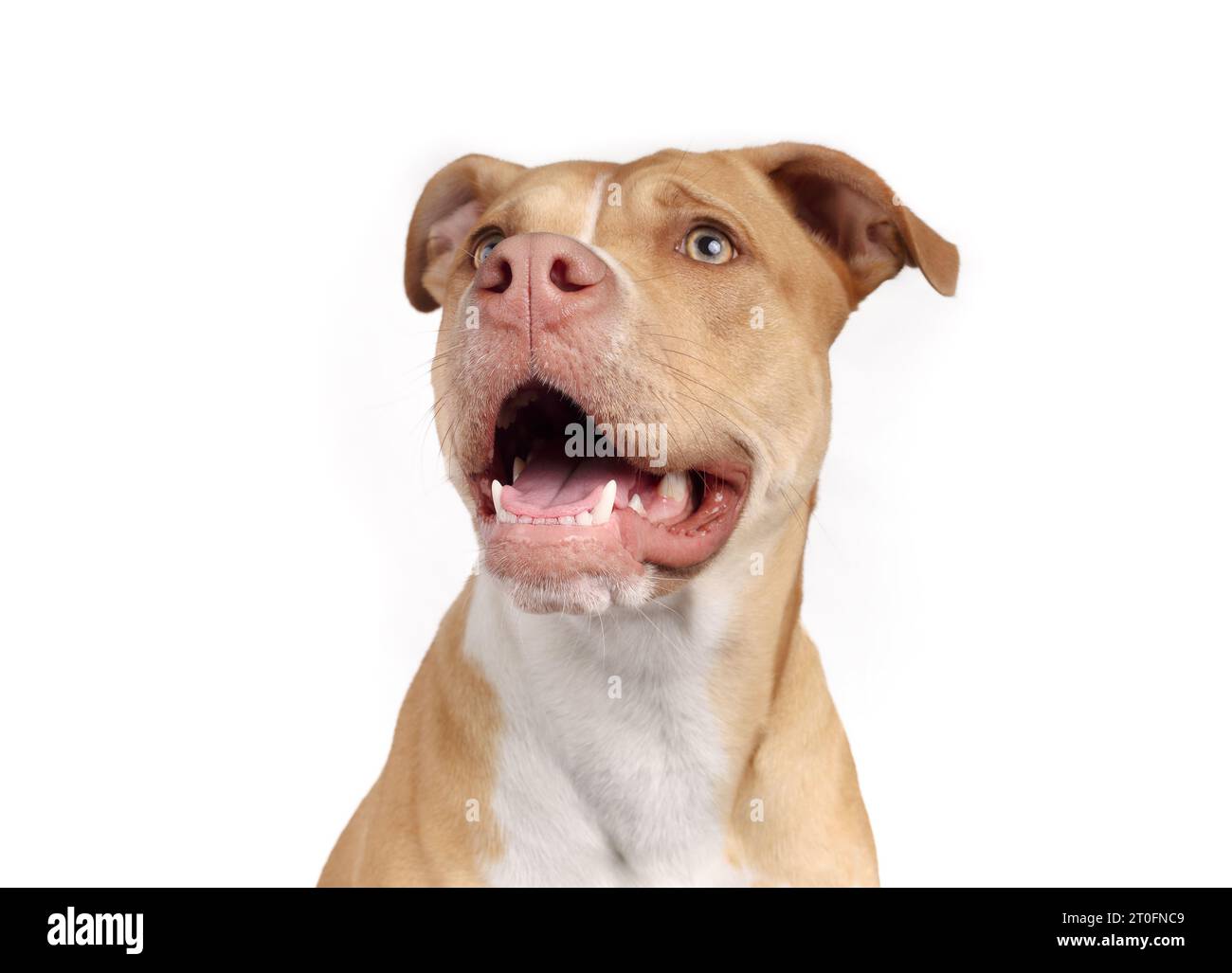 Large dog looking up at something with mouth open, white teeth and ...