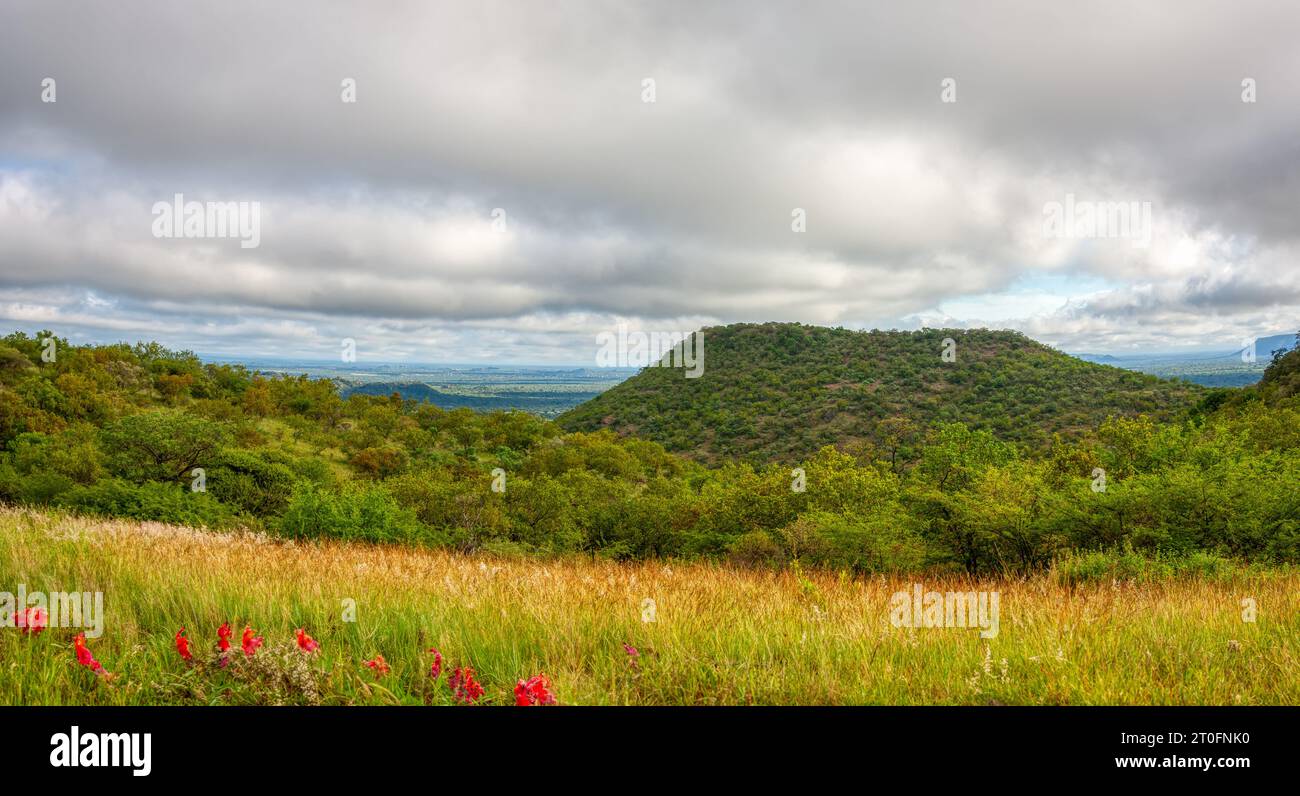 African landscape typical southern Africa in Botswana, South Africa ...