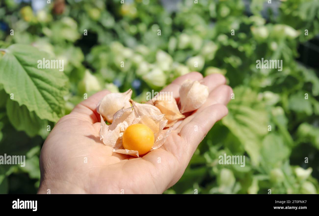Resembles tomatillos hi-res stock photography and images - Alamy