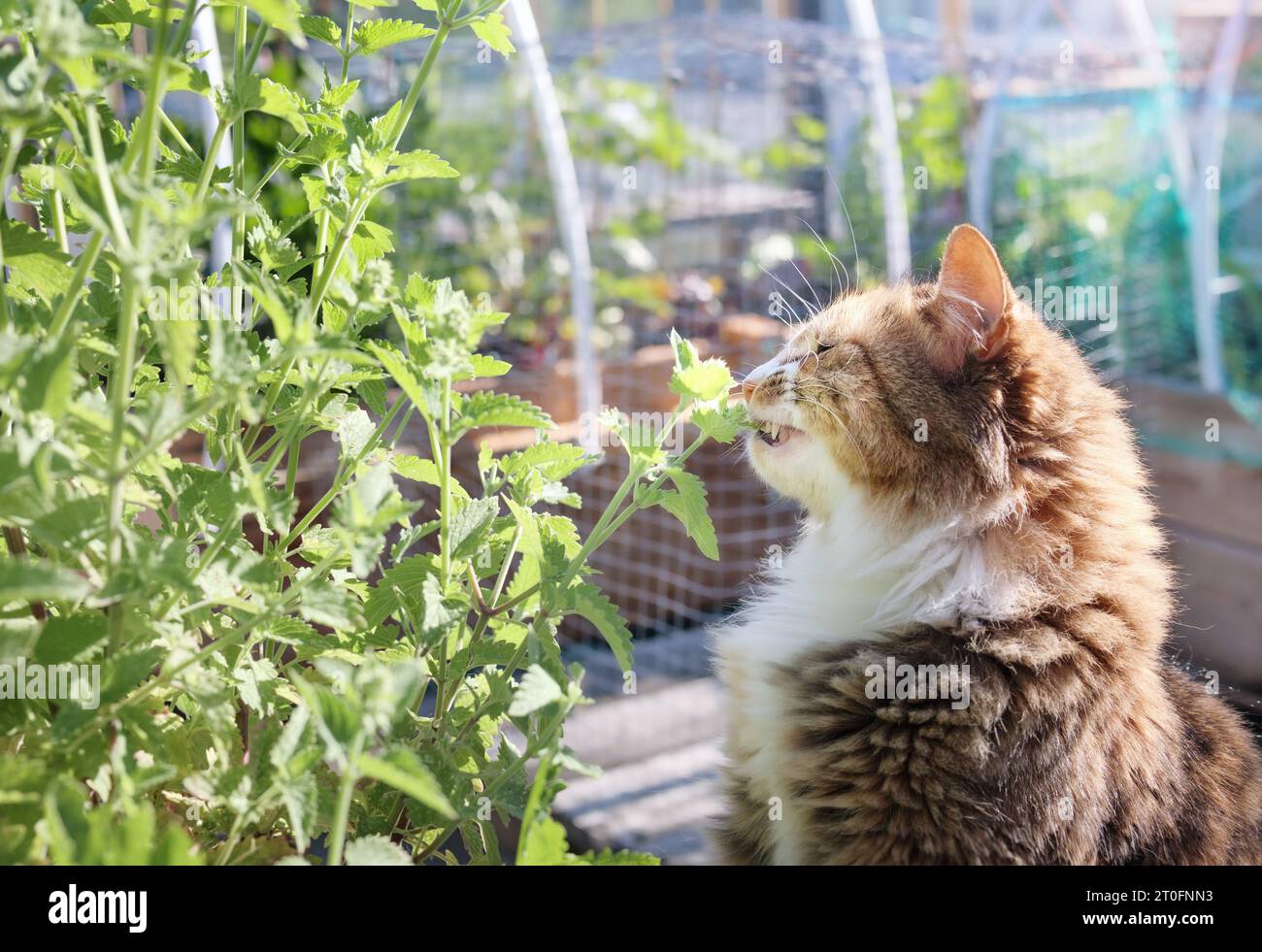 Cat eating catnip in front of defocused garden. Curious cat is taking a ...