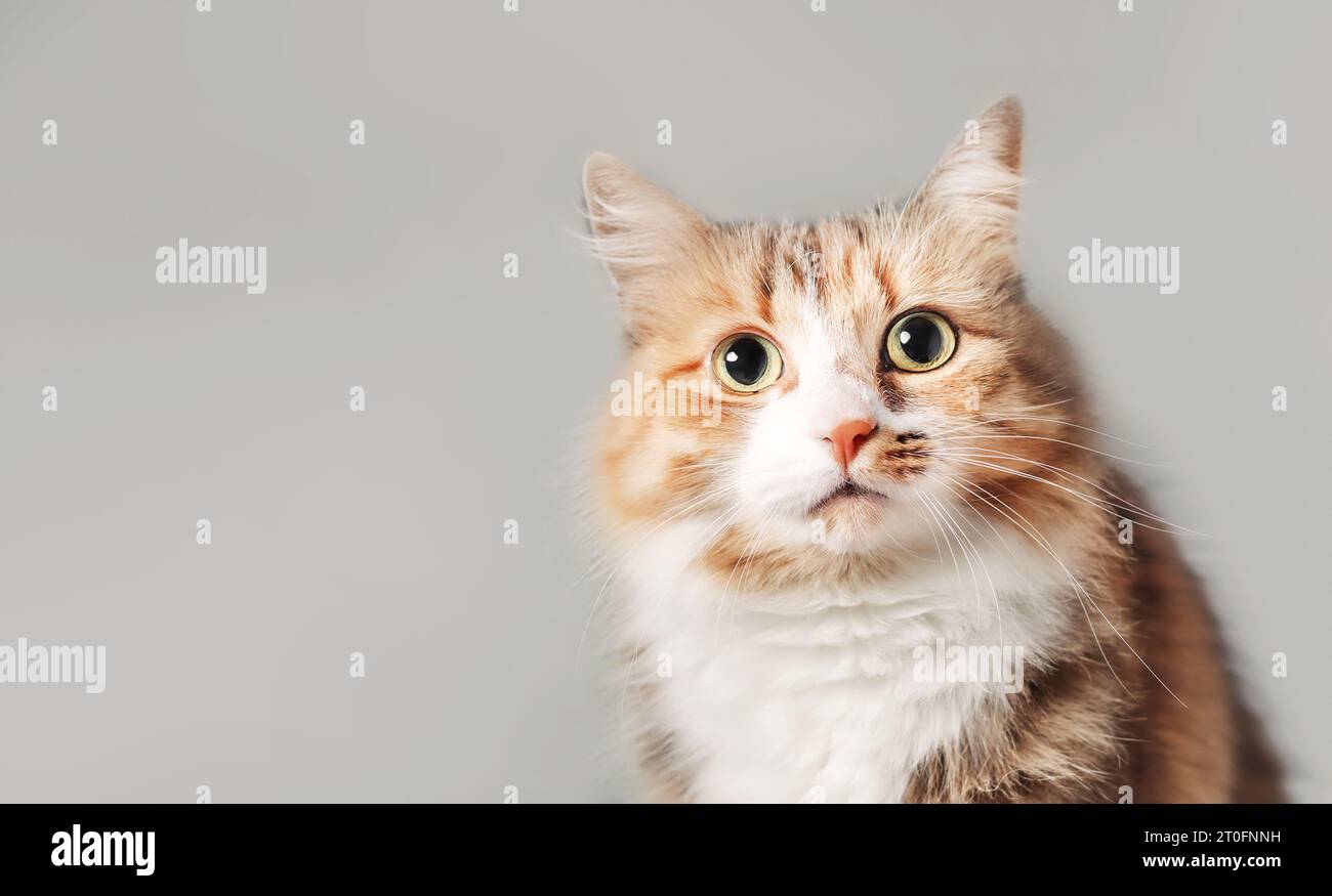 Cat looking at camera on grey background. Cute fluffy kitty with ...