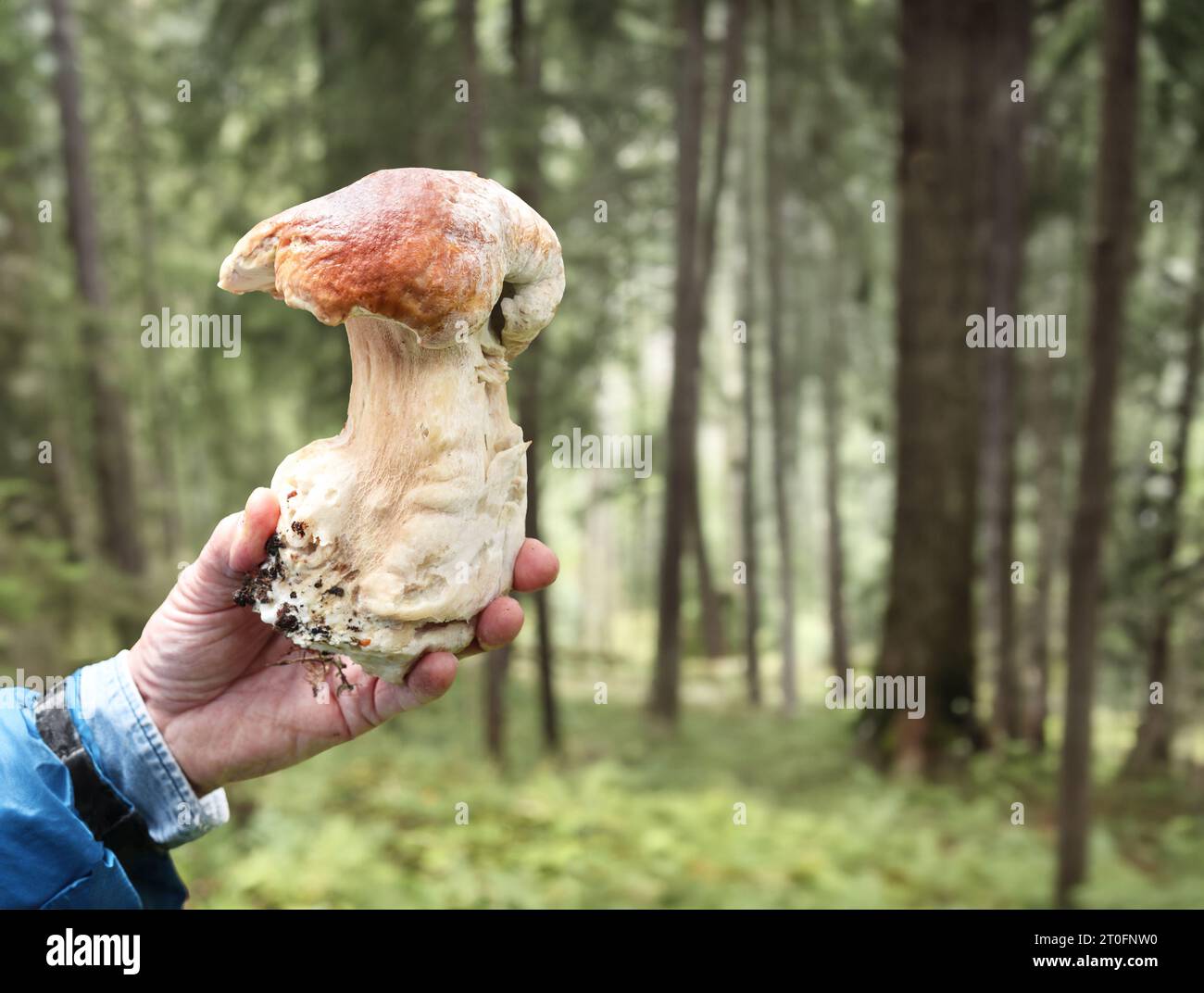 Porcini Mushroom Held By Mushroom Hunter Forager Or Picker In Front Of Forest Foliage Fall