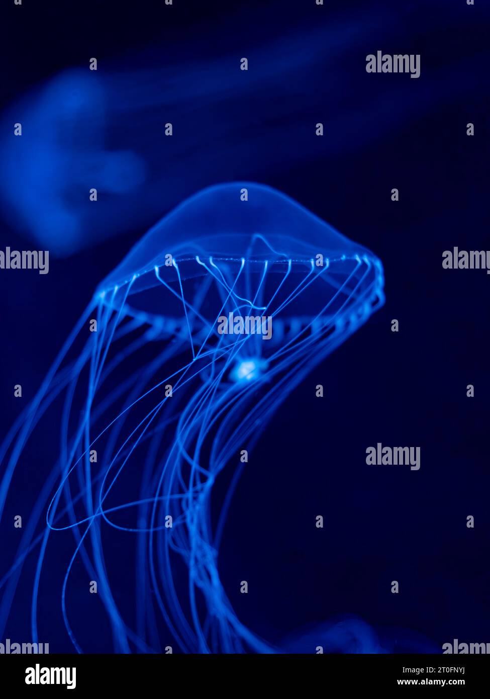 Jellyfish aequorea victoria hi-res stock photography and images - Alamy