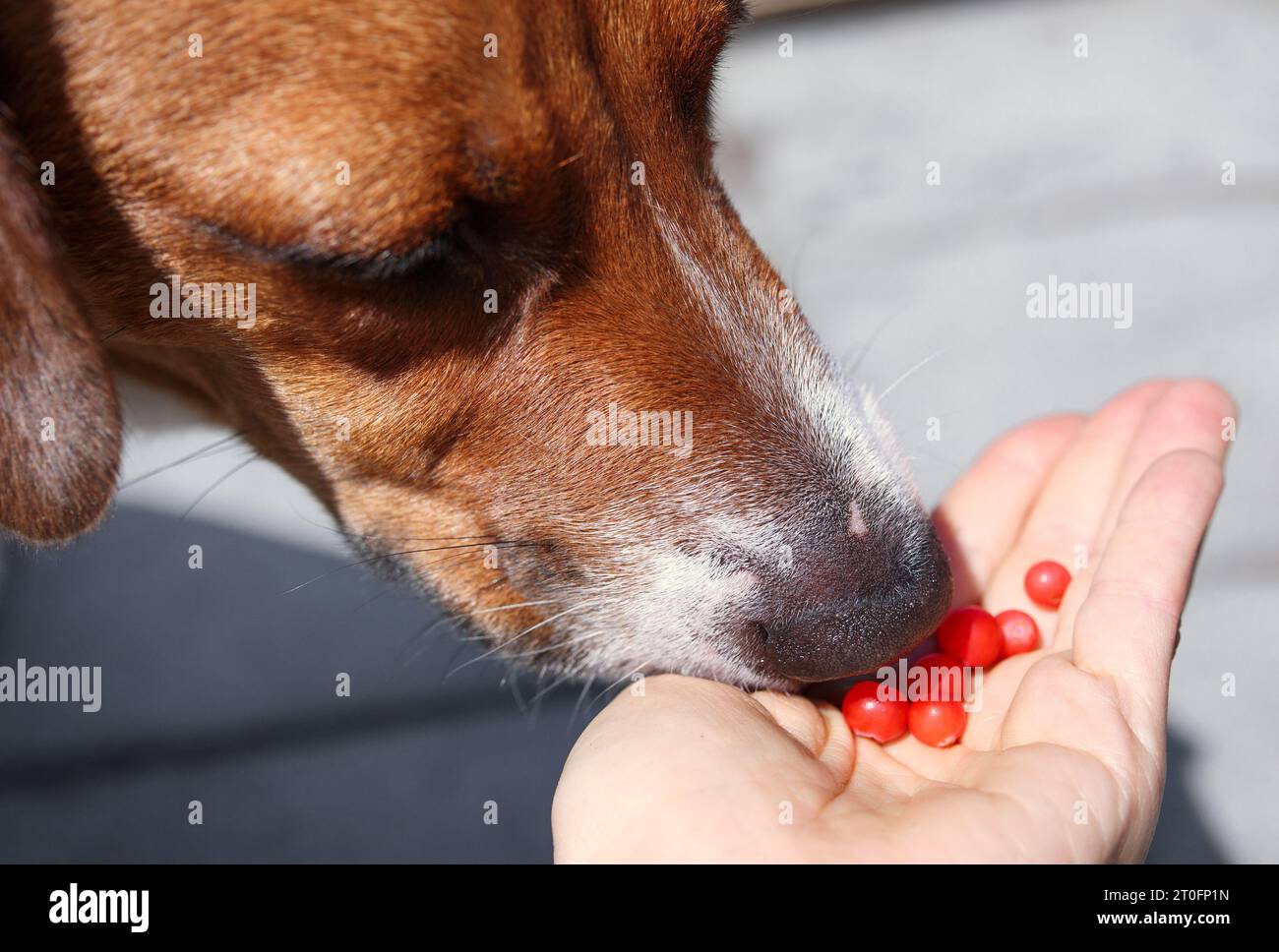 Curios dog with huckleberries. Close up of puppy dog smelling on ripe ...