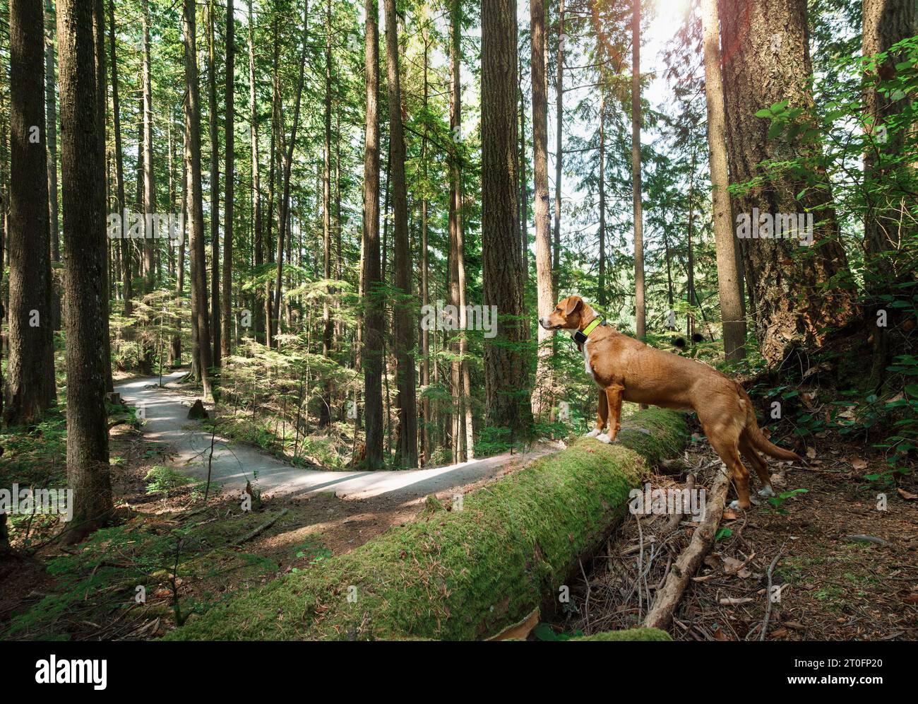 Curios dog in forest wearing a GPS tracker. Summer dog walking and ...