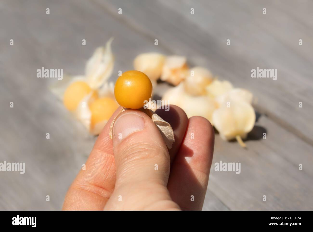 Ground cherry hi-res stock photography and images - Alamy