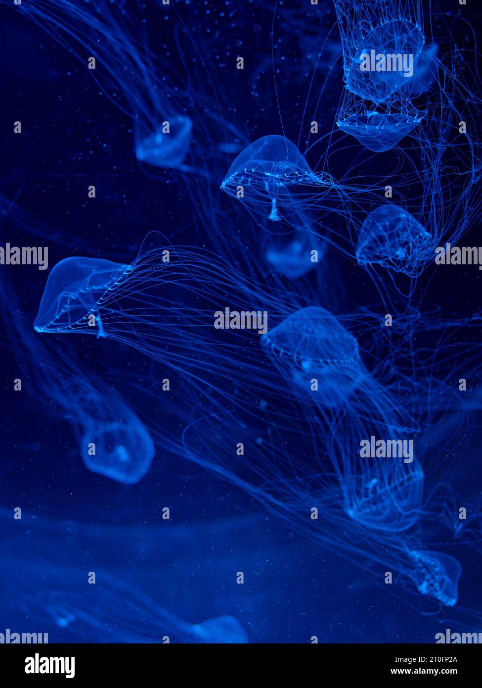 Aequorea victoria jellyfish hi-res stock photography and images - Alamy