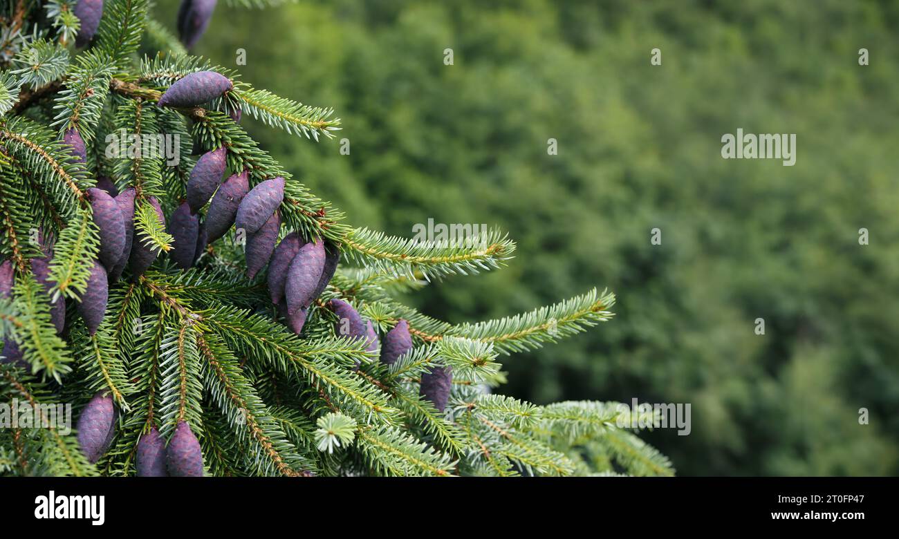 Serbian spruce tree hi-res stock photography and images - Alamy