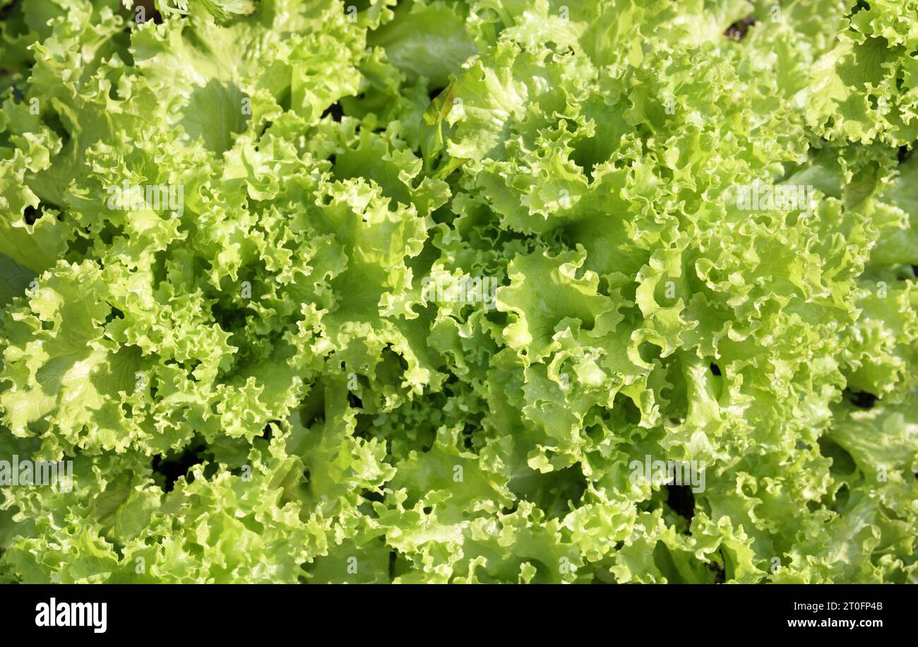 Salad texture hi-res stock photography and images - Alamy