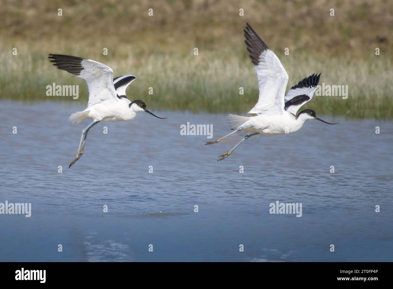 avocettes dans la baie de somme Stock Photo - Alamy
