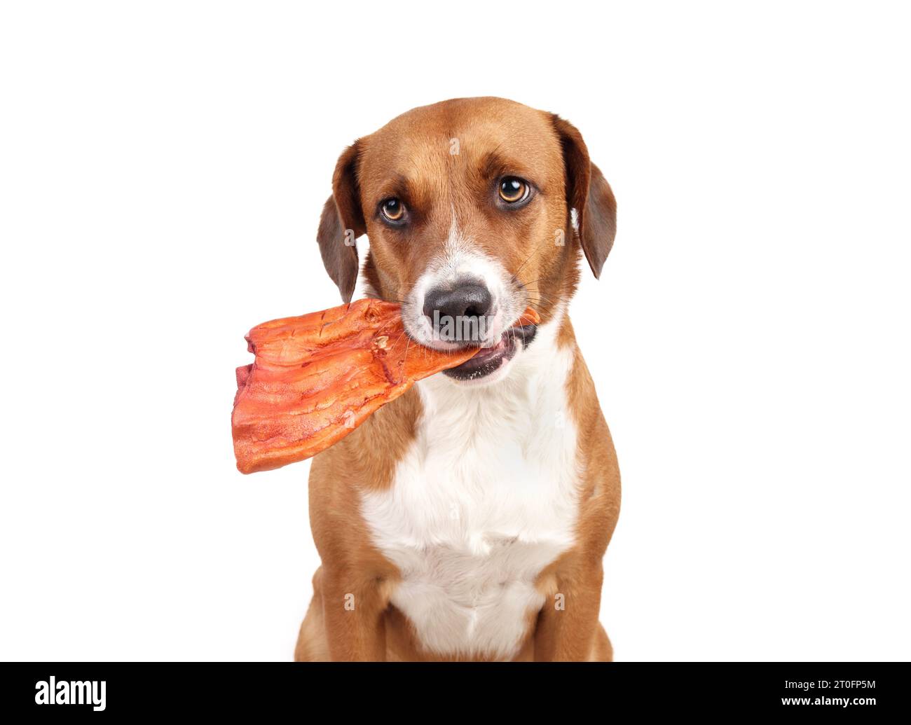 Buffalo teeth hi-res stock photography and images - Alamy