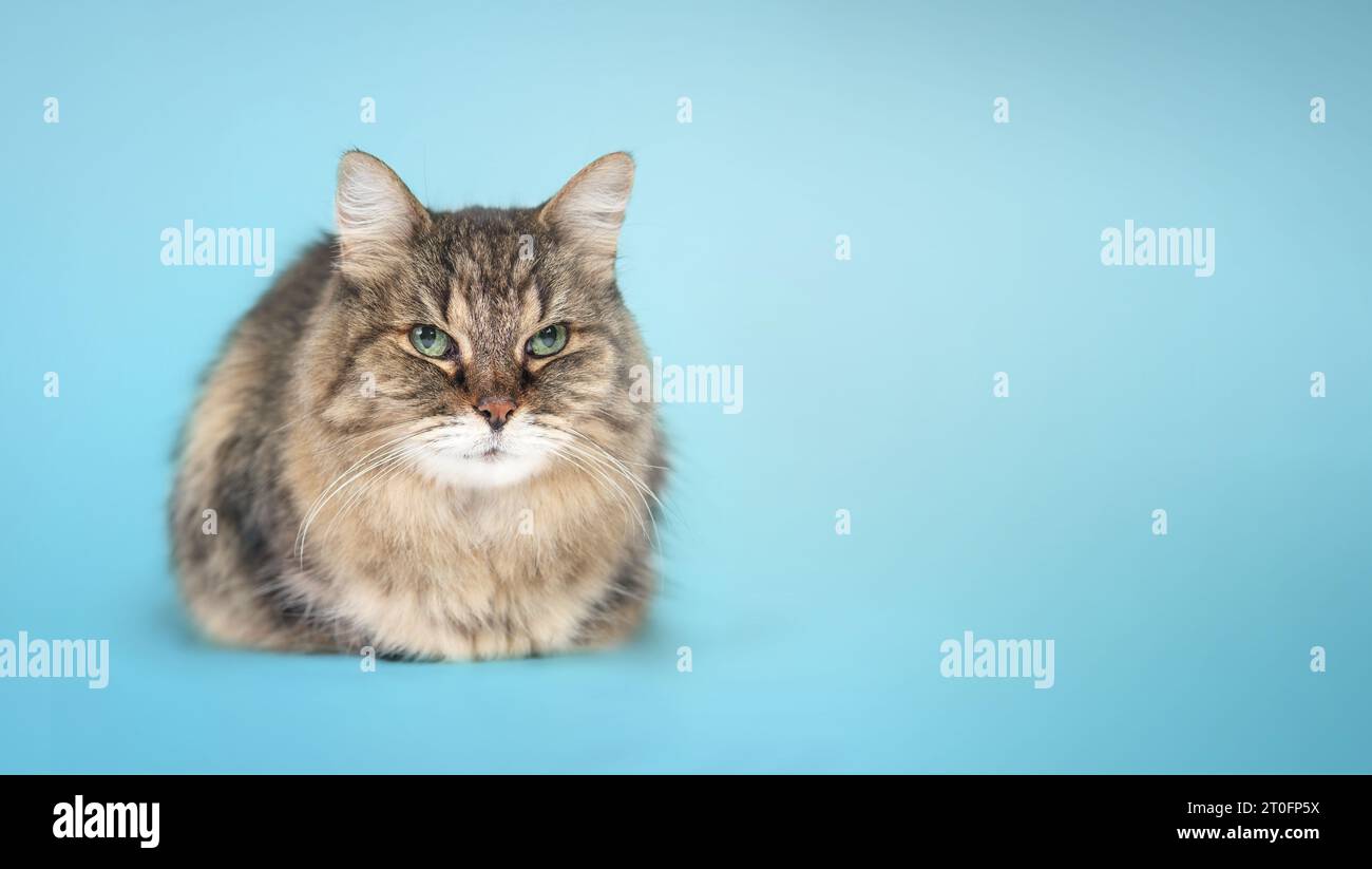 Relaxed tabby cat looking at camera on blue background. Front view cute ...