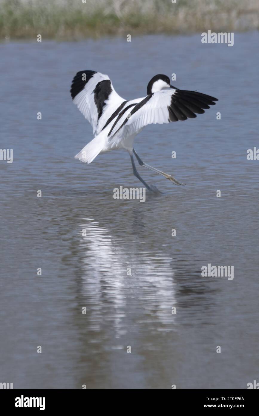 avocettes dans la baie de somme Stock Photo - Alamy