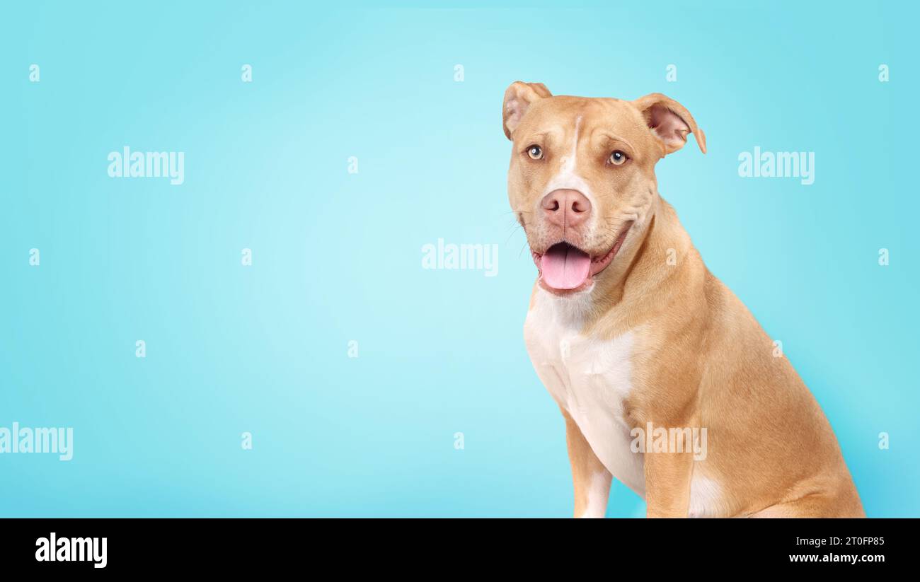 Large dog on colored background while looking at camera. Cute puppy dog ...