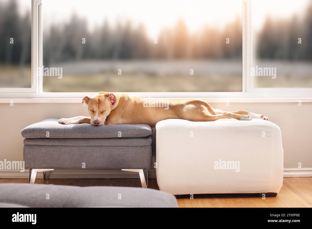 Sleeping pitbull puppy hi-res stock photography and images - Alamy