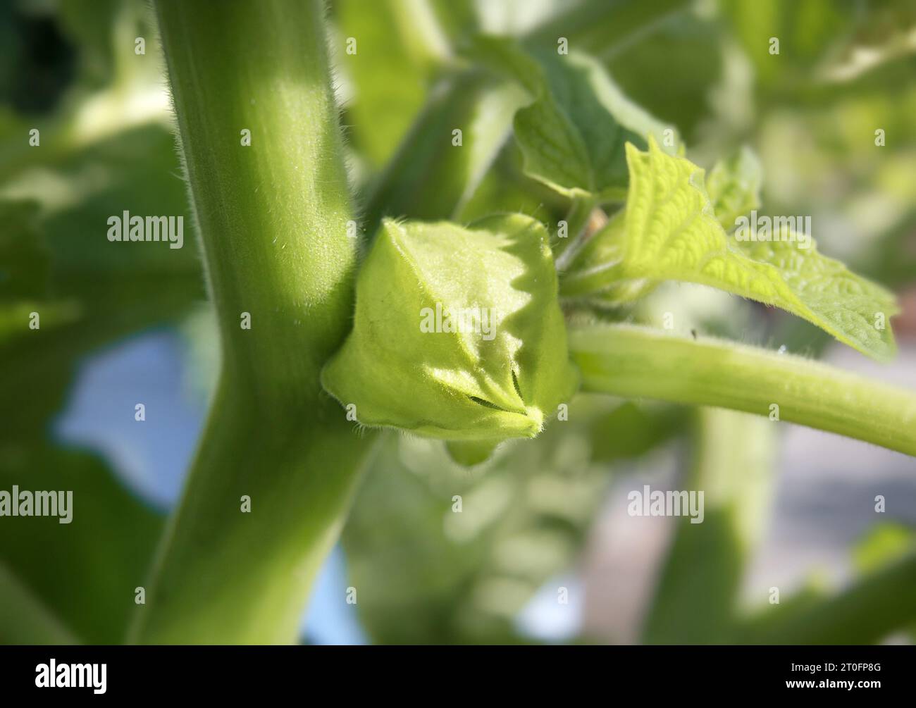 Ground cherry husk fruit in summer garden, close up. Aunt Molly’s ...