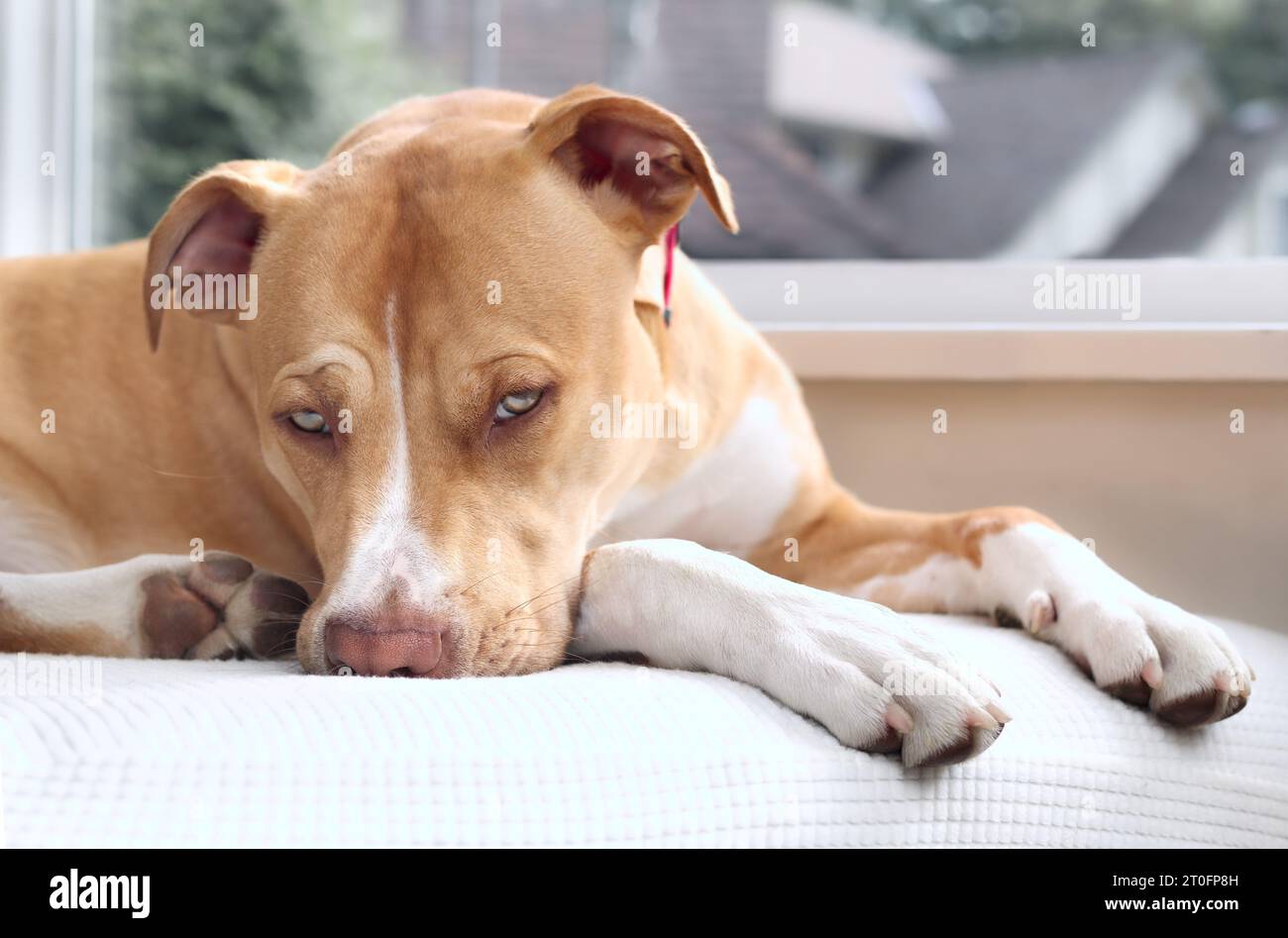 Sad dog with head on paws lying on sofa. Large puppy dog with longing ...