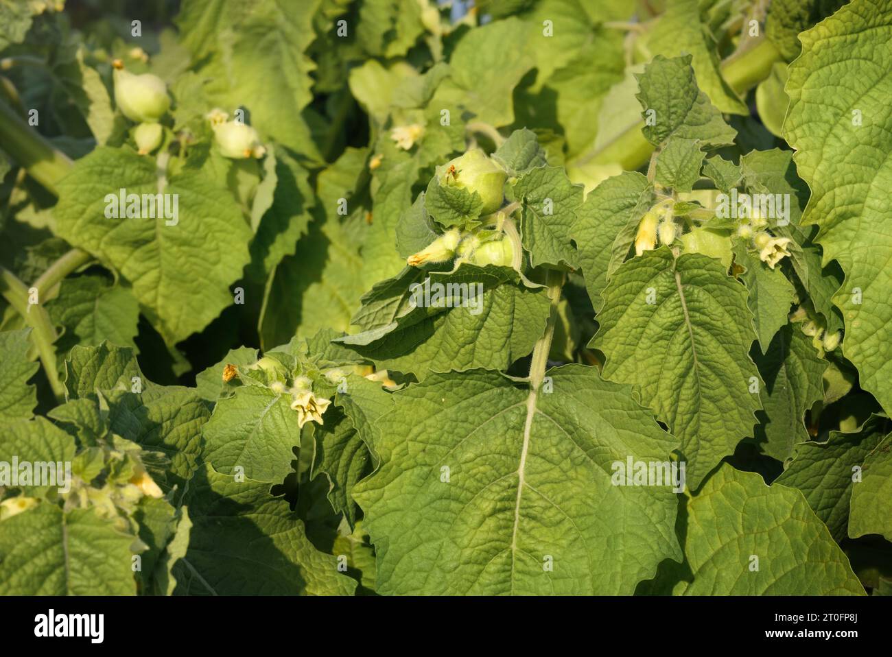 Ground cherry plant in summer garden, close up. Aunt Molly’s ground ...