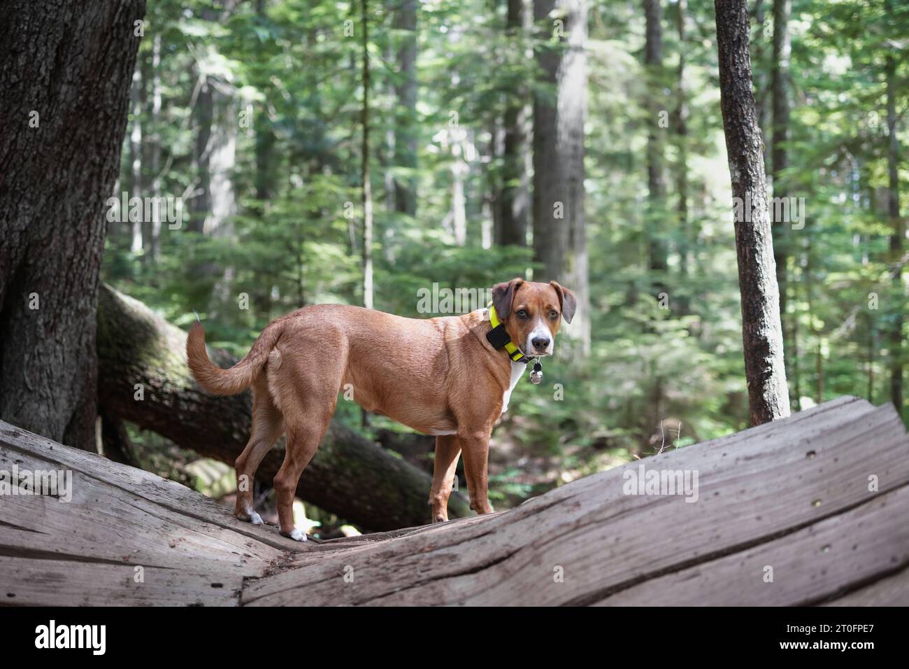 Dog with gps tracker and bear bell in forest. Puppy dog standing on ...