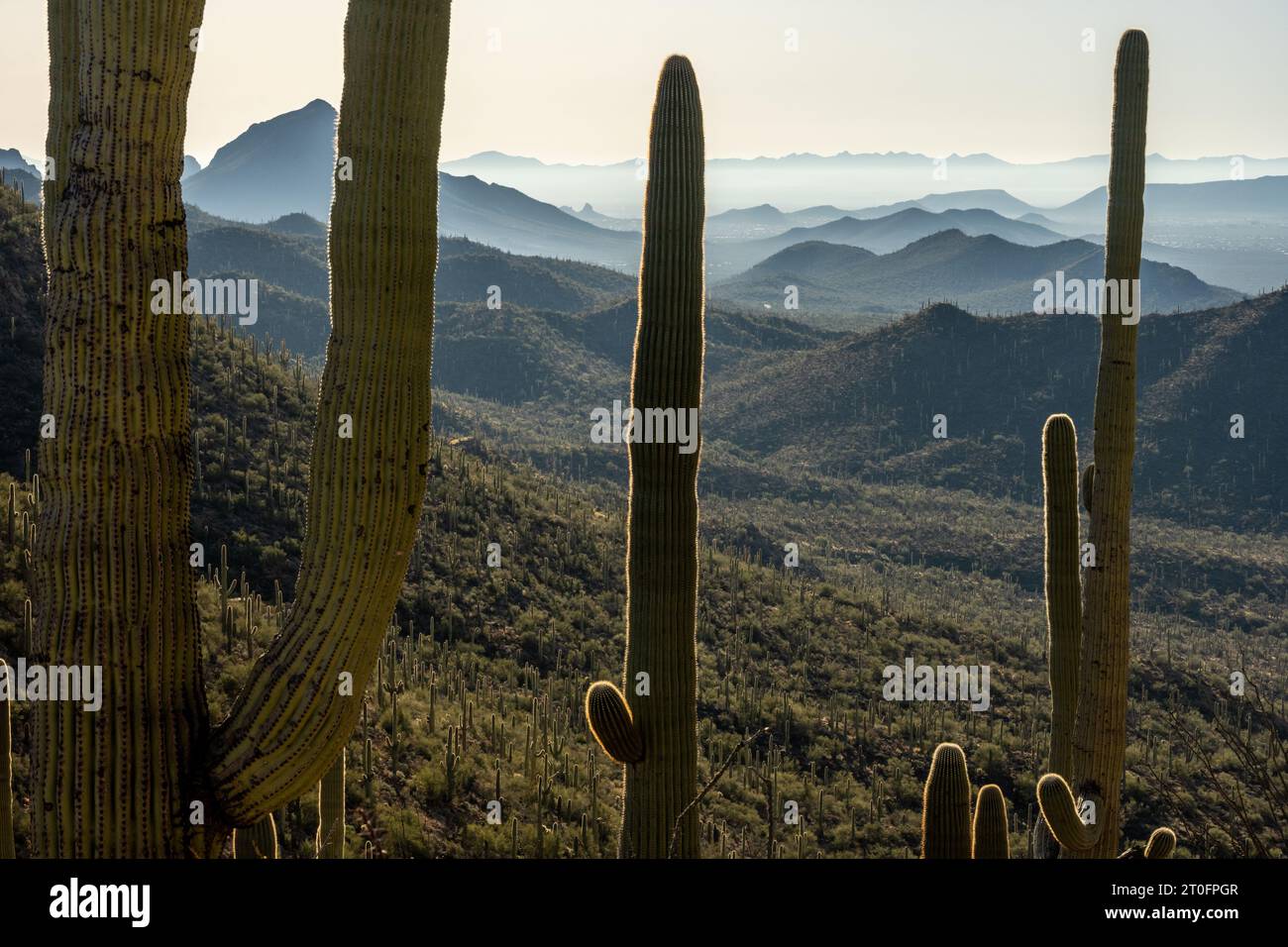Layers of Tucson Mountain Range Behind Saguaro Cacti in Saguaro ...