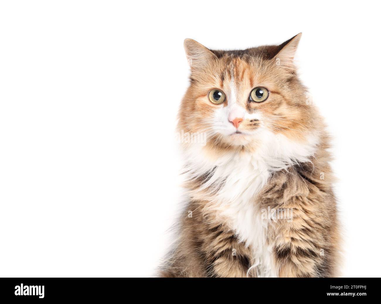 Cute fluffy cat head shot looking at camera. Front view of relaxed ...