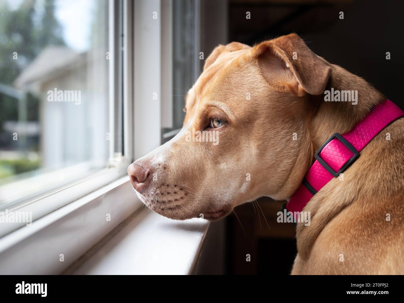 Sad dog looking out of the window. Side view of large puppy dog sitting ...