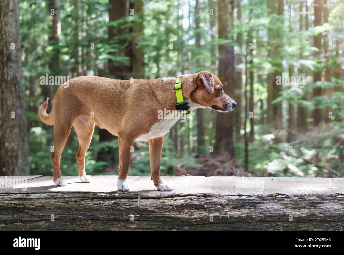 Dog with gps tracker in forest. Scent hound looking intense and hyper ...