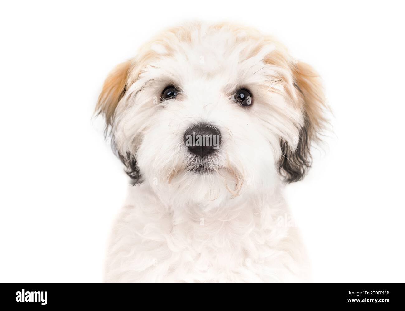 Cute puppy dog looking at camera. Curios small fluffy white bichon type ...
