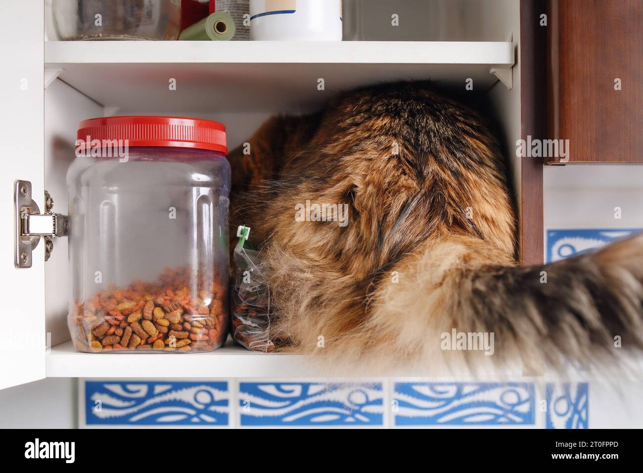 Curios cat sitting inside kitchen cabinet with pet food. Funny cat ...