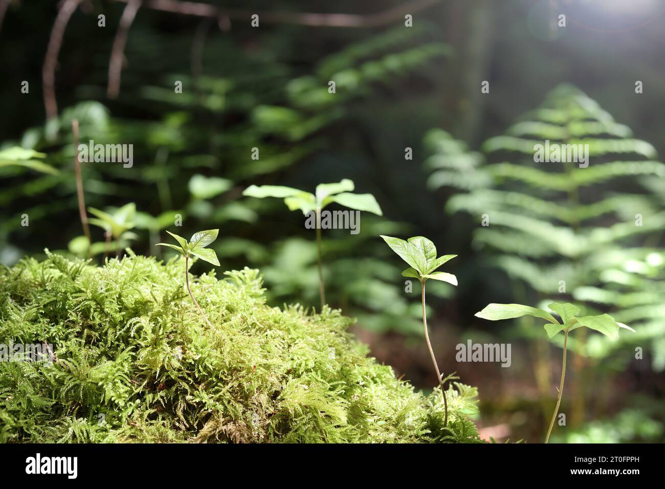 Microhabitat hi-res stock photography and images - Alamy