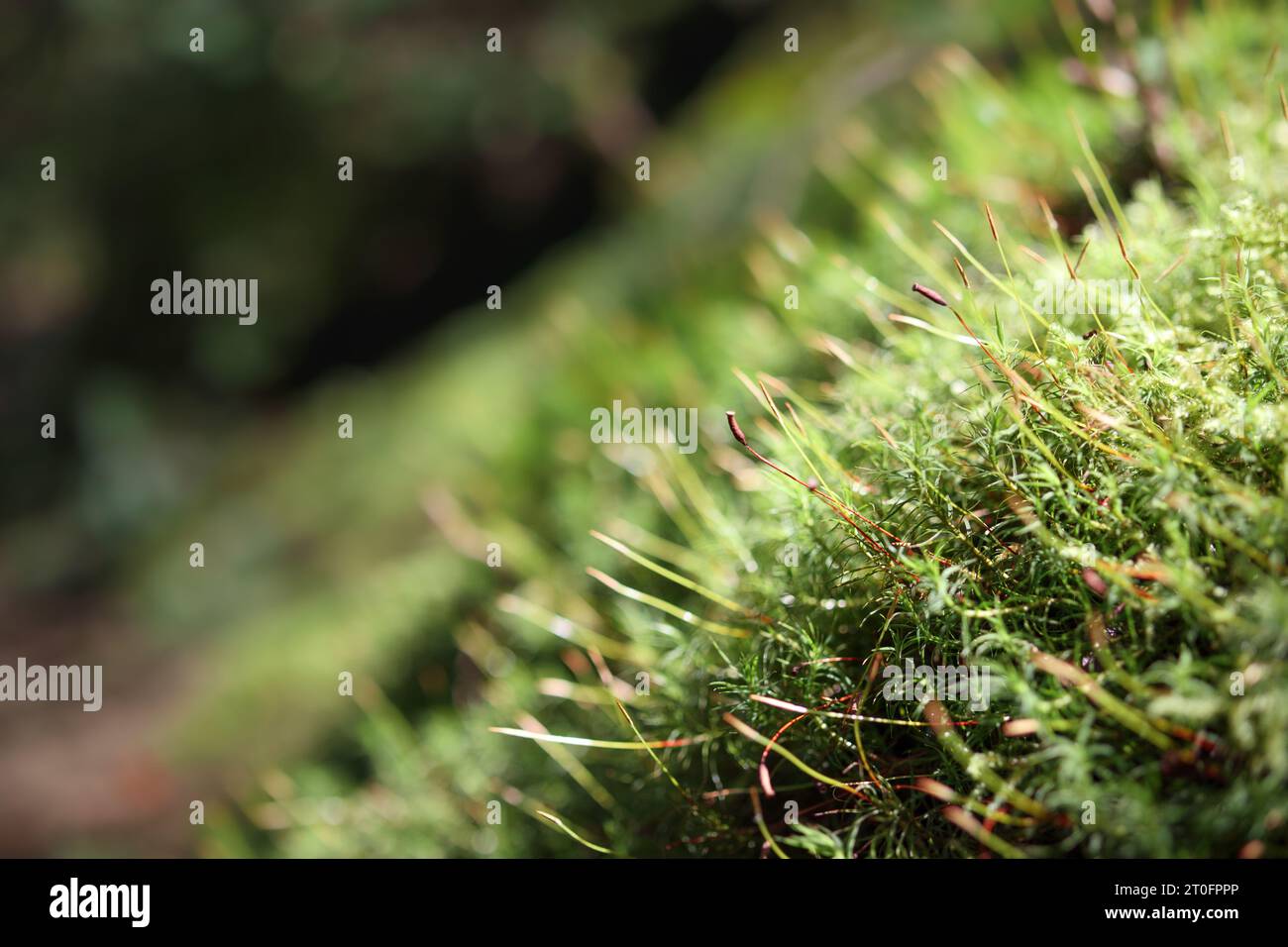 British columbia forest floor moss hi-res stock photography and images ...